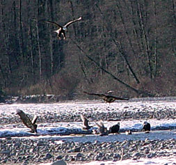 BrackendaleEagles.com Eagle Viewing Squamish BC | nusalya